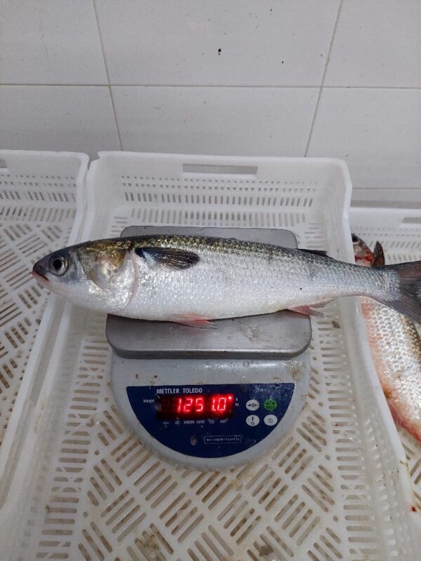 Frozen Grey Mullet from Morocco/export import company-offers