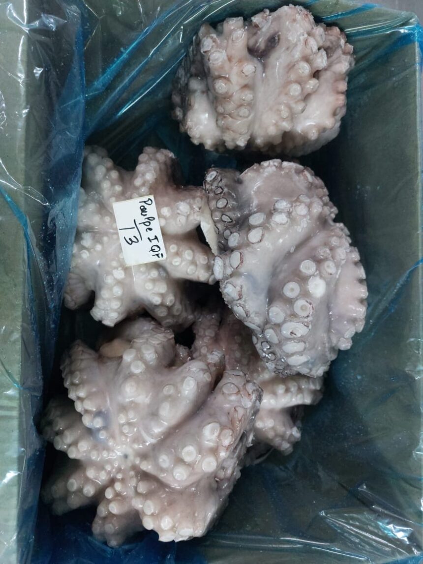 Octopus Vulgaris 🐙 (IQF), - Export & Import Poisson Agadir | La ...
