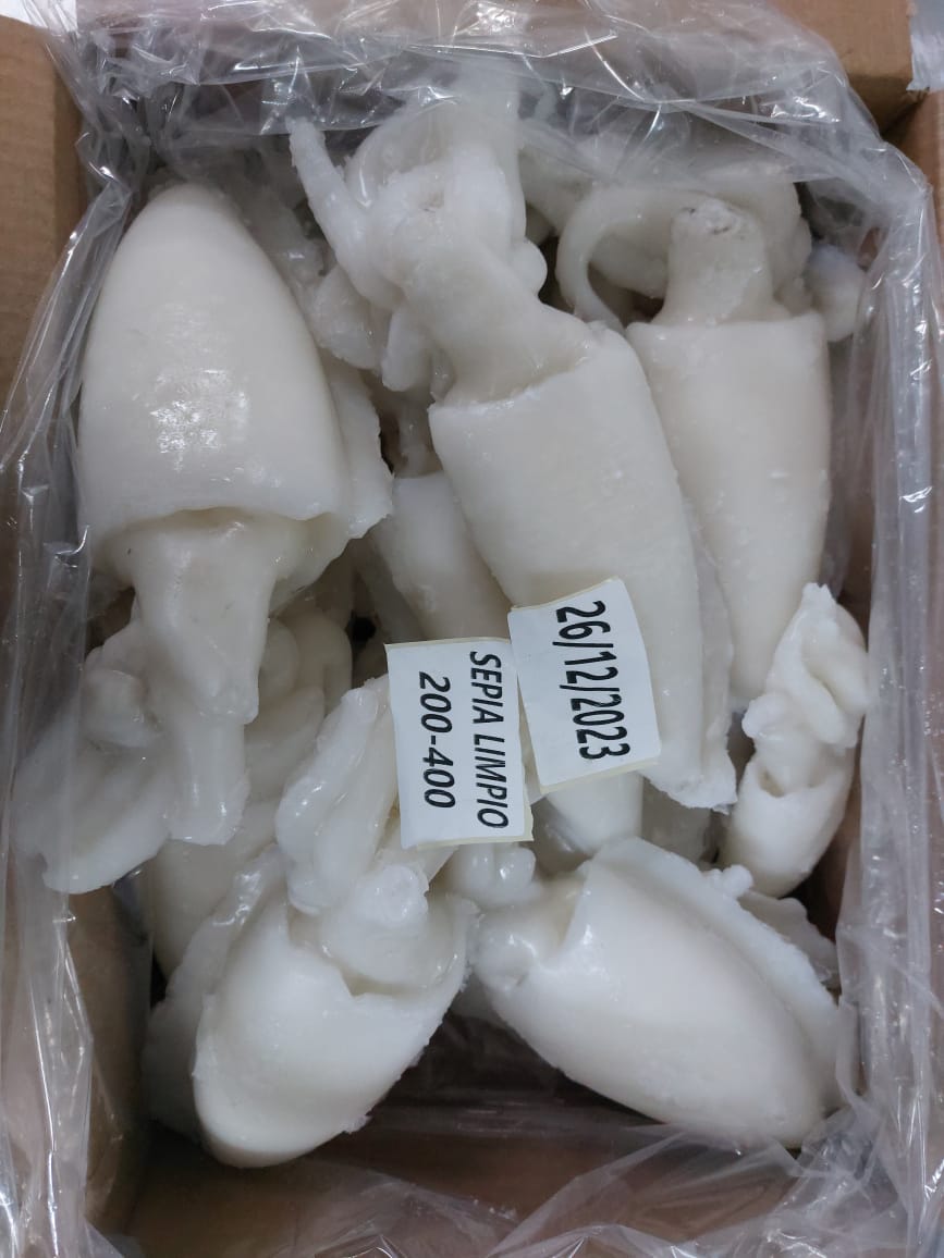 Cleaned Cuttlefish Morocco 🤩🐟 (FAO34) - Export & Import Poisson Agadir ...