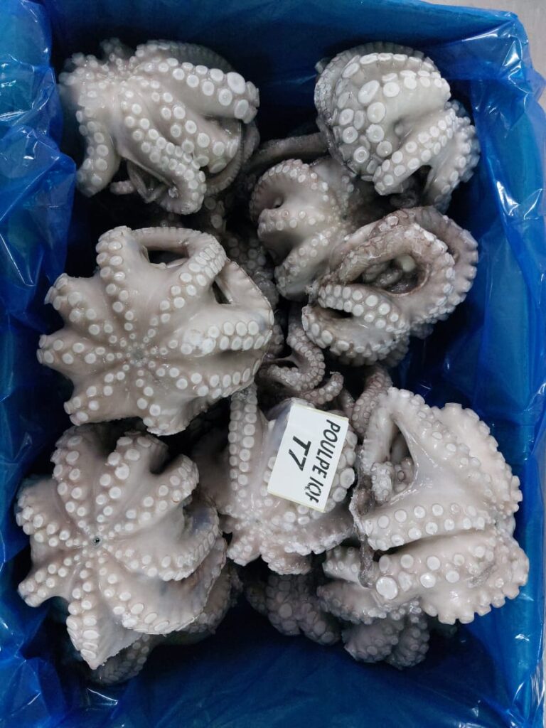 Frozen Octopus vulgaris From Morocco
