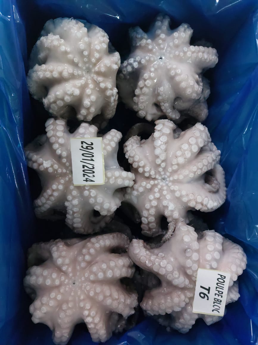 Frozen Octopus vulgaris From Morocco