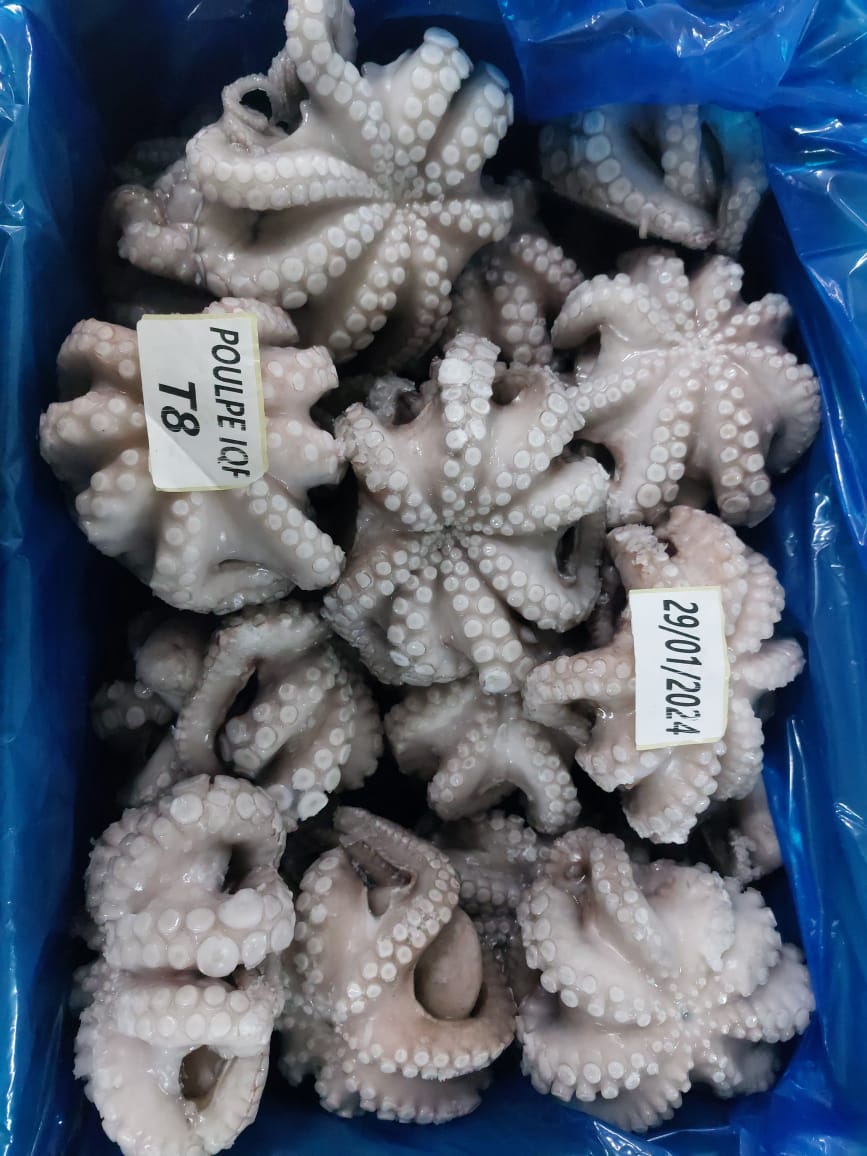Frozen Octopus vulgaris From Morocco